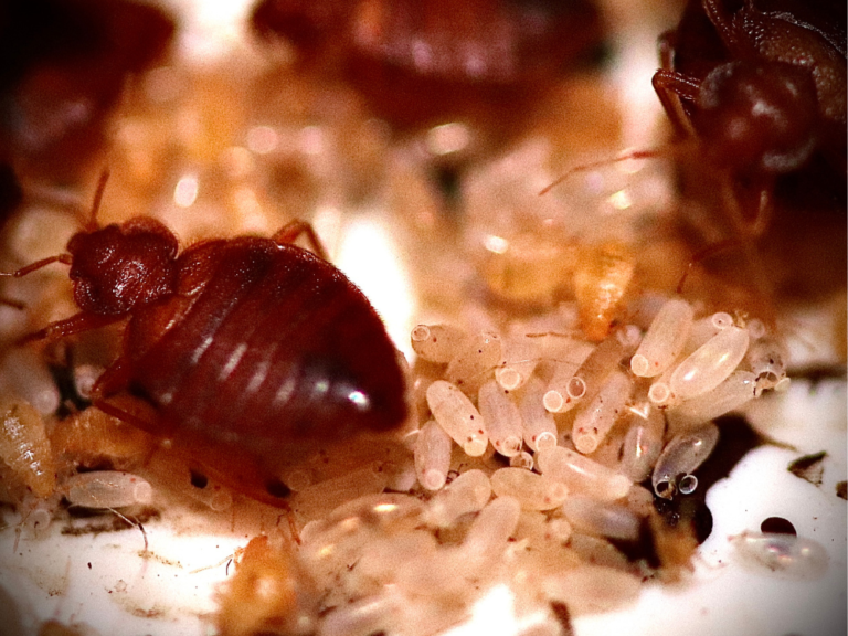 Psoques : Guide pour les identifier et s'en débarrasser