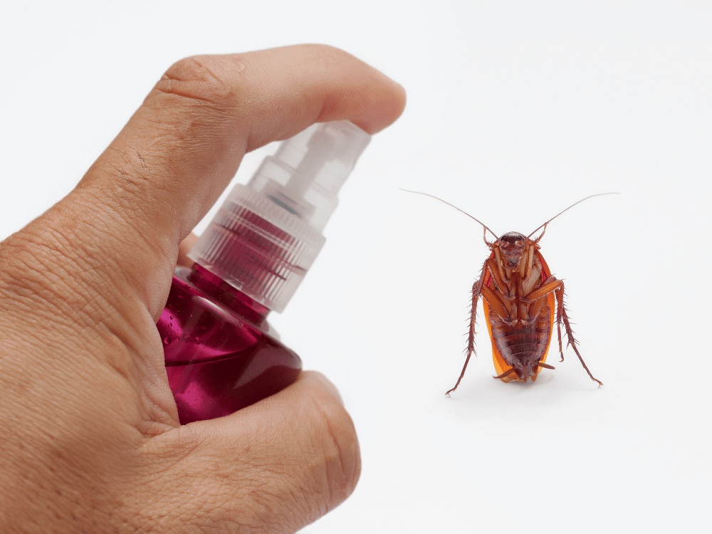 Comment se débarrasser des blattes ? | Hygiène Biotech