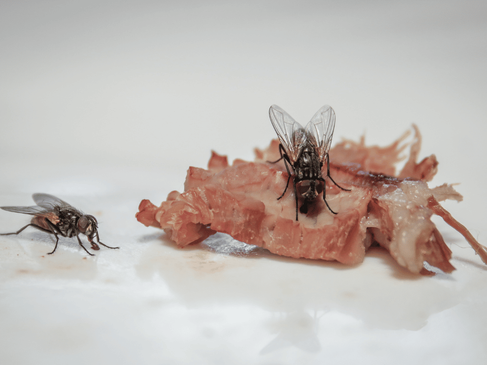 Comment se débarrasser des mouches ? | Hygiène Biotech